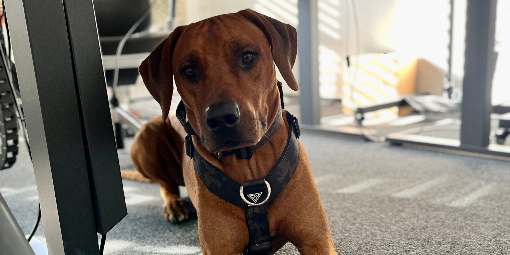 So klappt’s mit dem Hund im Büro